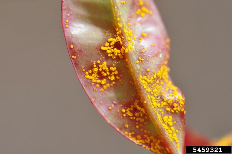 guava rust (Puccinia psidii)