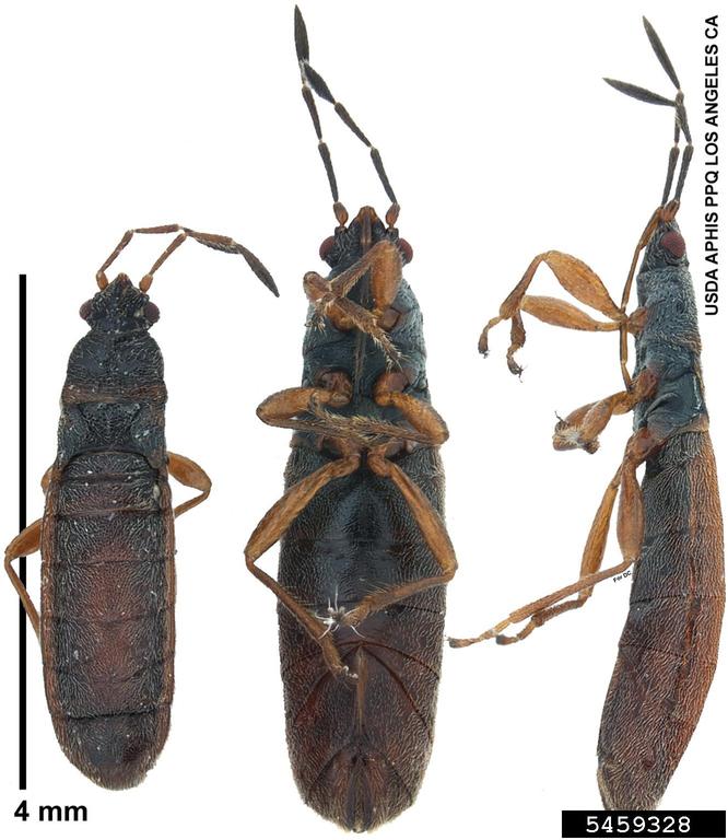 seed bug (Genus Dimorphopterus Stål, 1872)