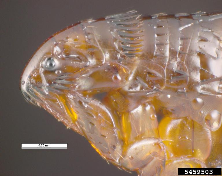cat flea (Ctenocephalides felis)