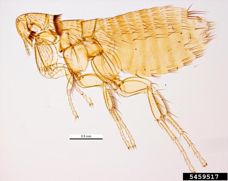 European mouse flea (Leptopsylla segnis)
