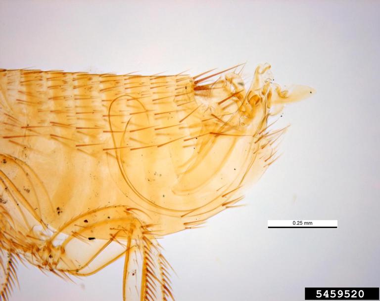 European mouse flea (Leptopsylla segnis)