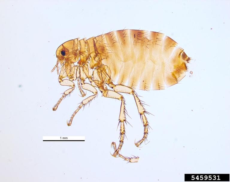 human flea (Pulex irritans)