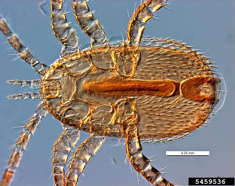 parasitic bee mite, Tropilaelaps clareae (Acari: Laelapidae) - 5459536