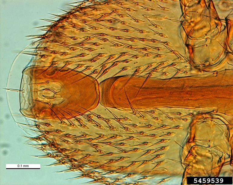 parasitic bee mite (Tropilaelaps clareae Delfinado & Baker)