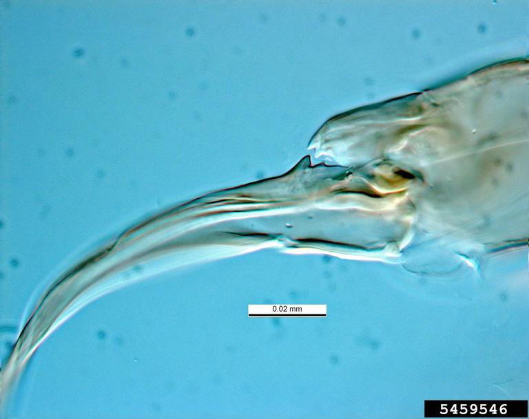 parasitic bee mite (Tropilaelaps clareae)