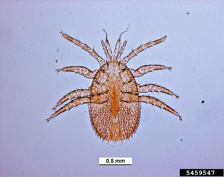 parasitic bee mite (Tropilaelaps clareae)