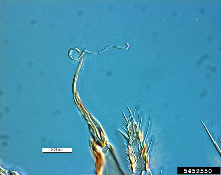 parasitic bee mite (Tropilaelaps clareae Delfinado & Baker)