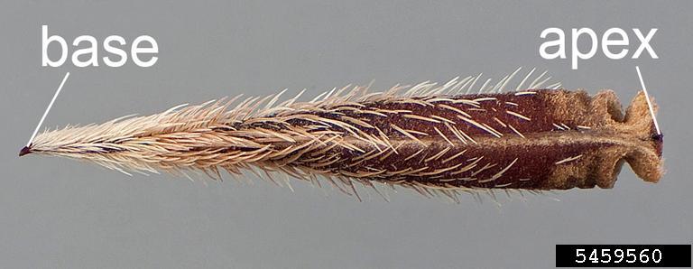 broadleaf filaree (Erodium botrys)