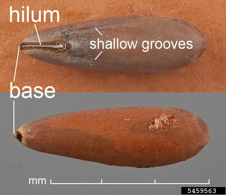 broadleaf filaree (Erodium botrys (Cav.) Bertol.)