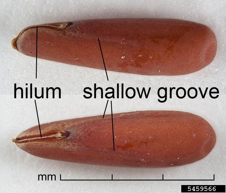 shortfruit stork's bill (Erodium brachycarpum)