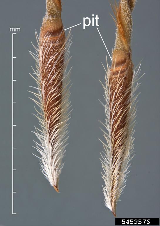 Texas filaree (Erodium texanum)