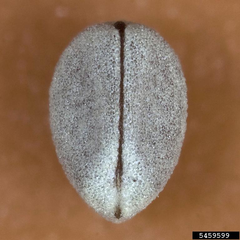 creeping spurge (Euphorbia serpens)