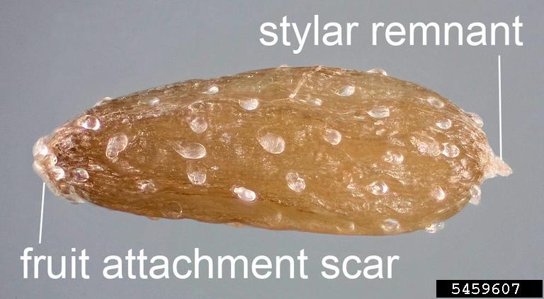 narrowleaf cottonrose (Logfia gallica (L.) Coss. & Germ.)