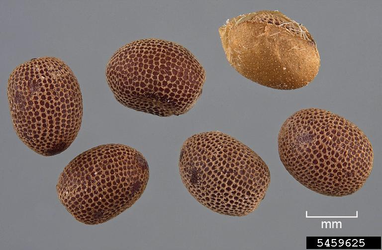 cutleaf geranium (Geranium dissectum)