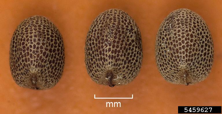 cutleaf geranium (Geranium dissectum L.)