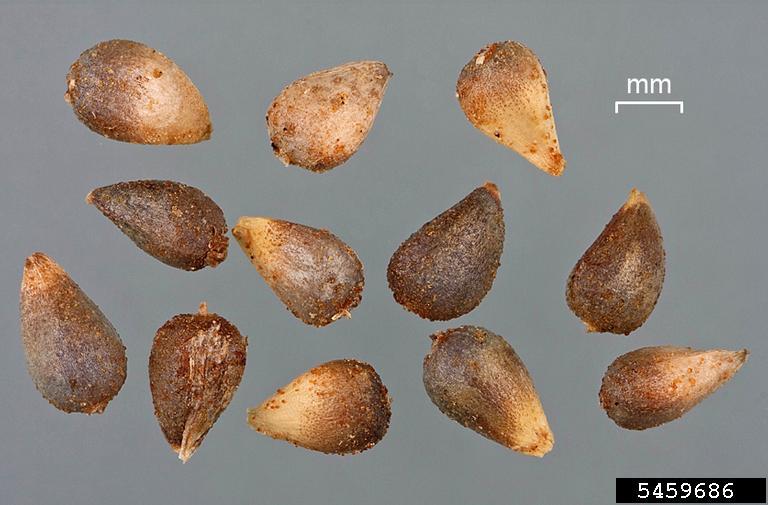 poverty sumpweed (Iva axillaris Pursh)