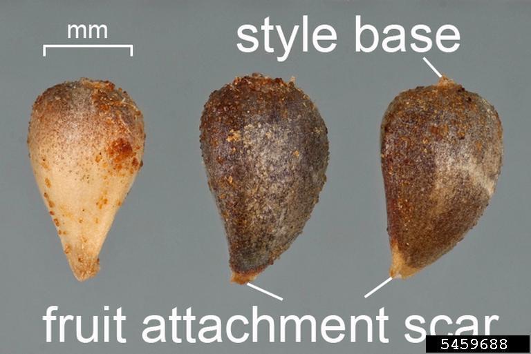 poverty sumpweed (Iva axillaris)