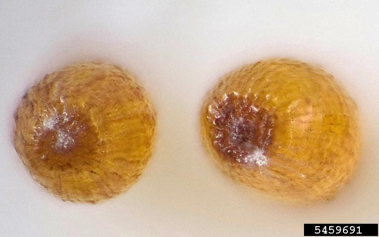 toad rush (Juncus bufonius)