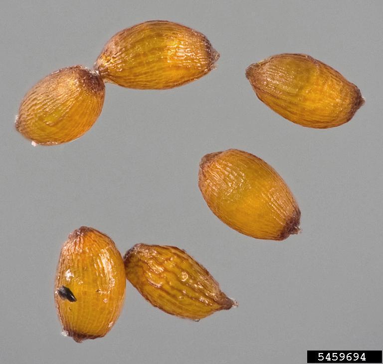 toad rush (Juncus bufonius L.)