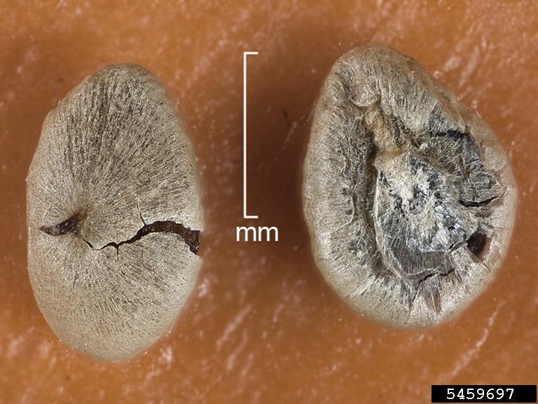 Mexican fireweed (Bassia scoparia)