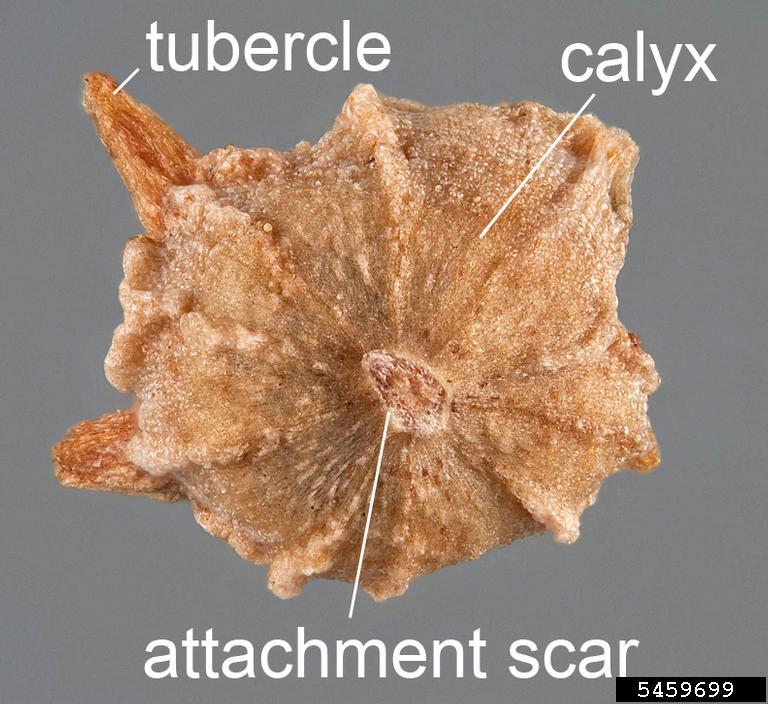 Mexican fireweed (Bassia scoparia)