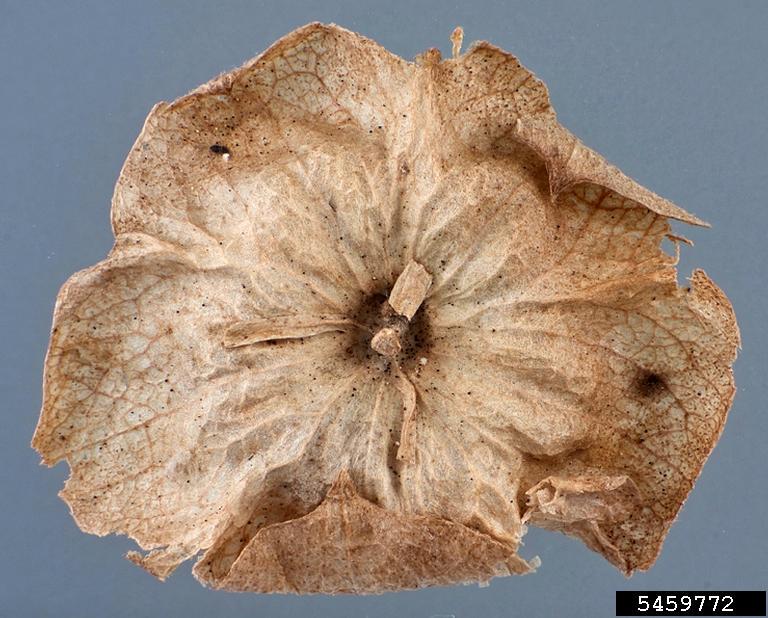 little mallow (Malva parviflora)