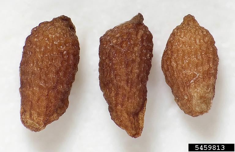 cutleaf evening-primrose (Oenothera laciniata Hill)