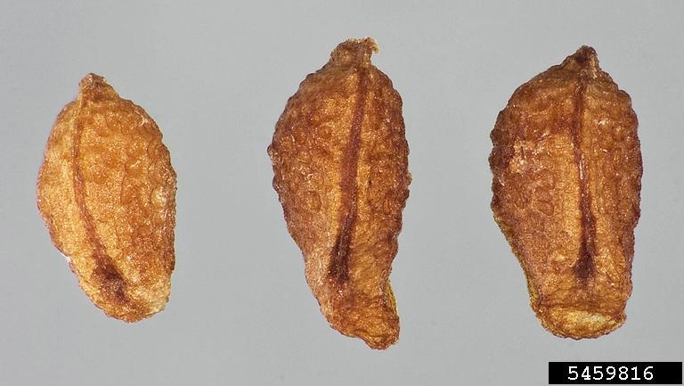 cutleaf evening-primrose (Oenothera laciniata)