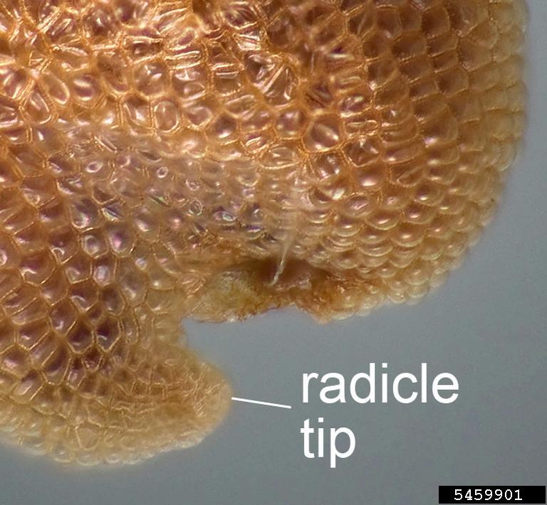 marsh yellowcress (Rorippa palustris (L.) Bess.)