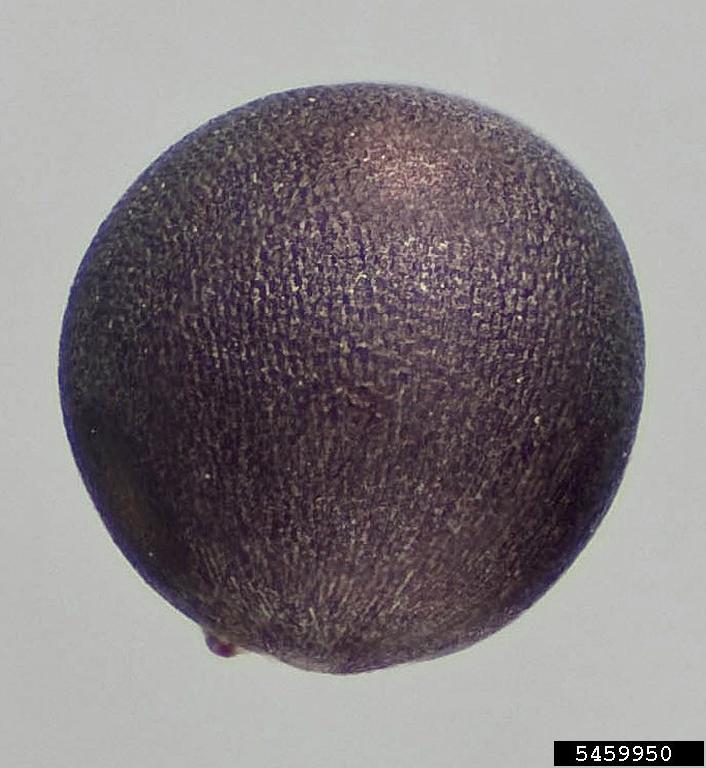 wild mustard (Sinapis arvensis L.)