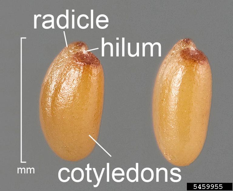 London rocket (Sisymbrium irio L.)