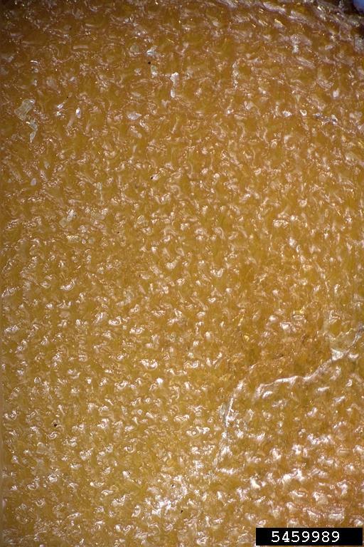 cutleaf nightshade (Solanum triflorum)