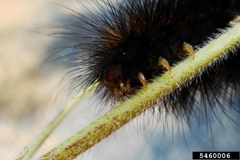 Arctiid moths (Family Arctiidae)