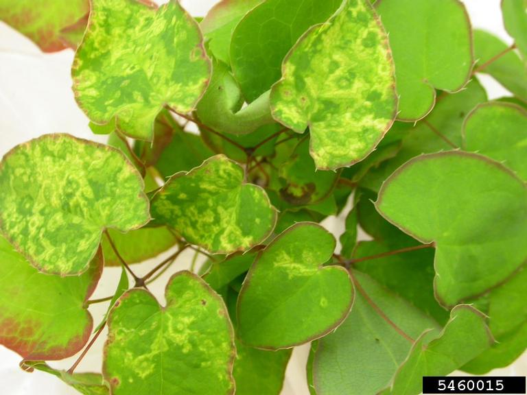 Tobacco Rattle Virus (TRV) (Tobravirus Tobacco Rattle Virus)