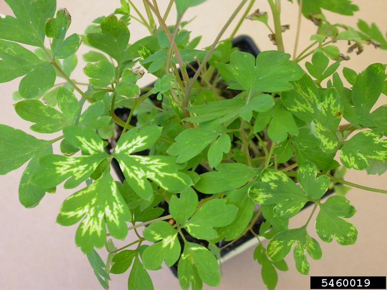 Tobacco Rattle Virus (TRV) (Tobravirus Tobacco Rattle Virus)