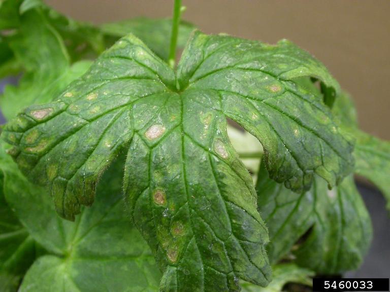 Tobacco Rattle Virus (TRV) (Tobravirus Tobacco Rattle Virus)