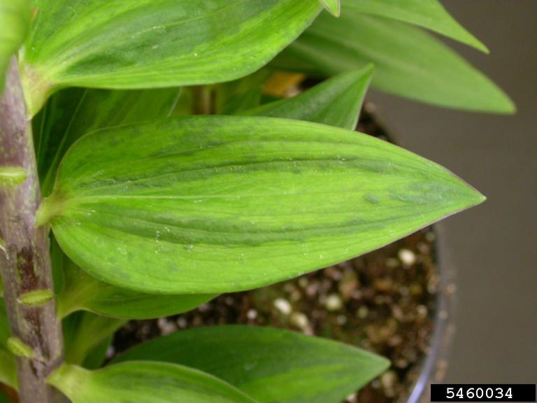 Tobacco Rattle Virus (Tobravirus TRV ) on lily (Lilium spp. ) - 5460034