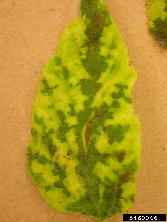 chlorosis (general symptom)