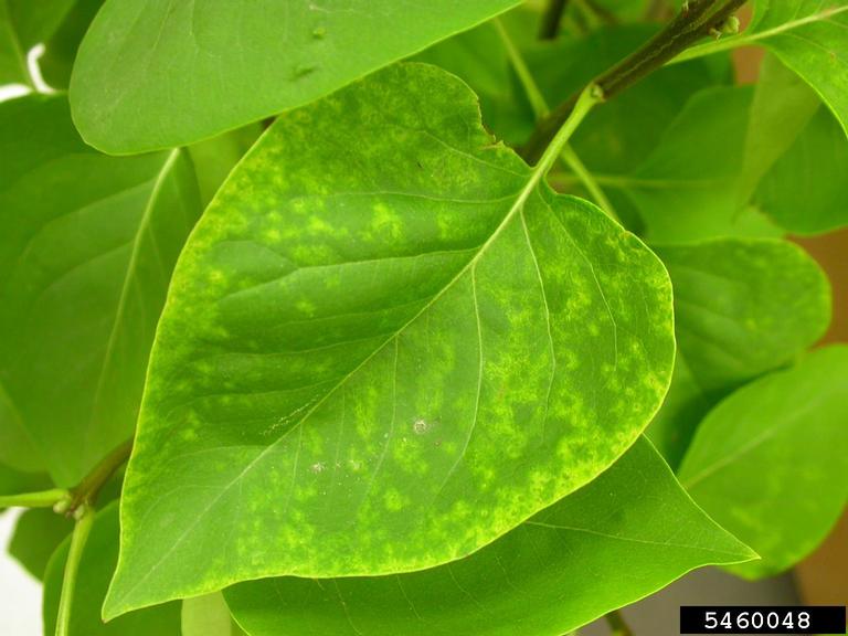 Lilac leaf chlorosis virus (Ilarvirus Lilac leaf chlorosis virus)