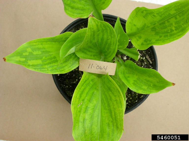 Hosta Virus X (Potexvirus Hosta Virus X (HVX))
