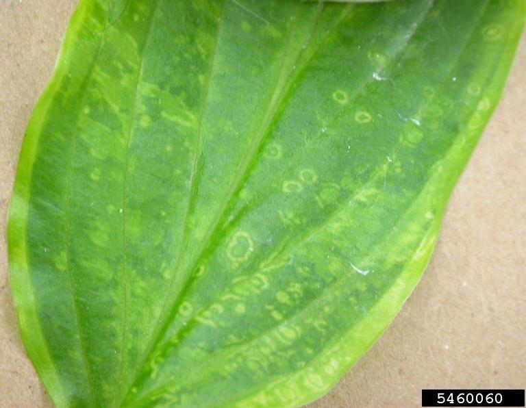 Tobacco Rattle Virus (TRV) (Tobravirus Tobacco Rattle Virus)