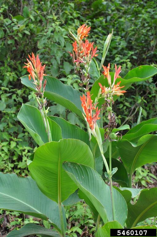 canna (Genus Canna L.)