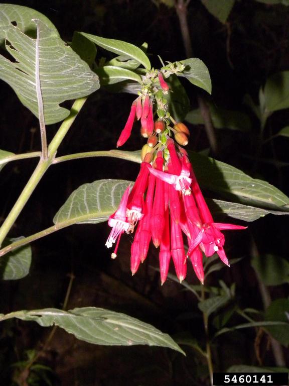 fuchsia (Genus Fuchsia L.)