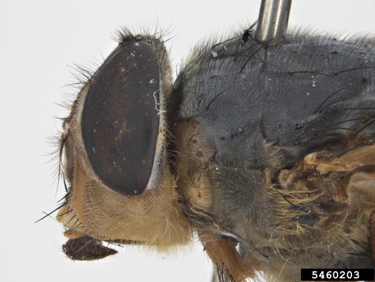 lesser brown blowfly (eastern) (Calliphora augur (Fabricus, 1775))