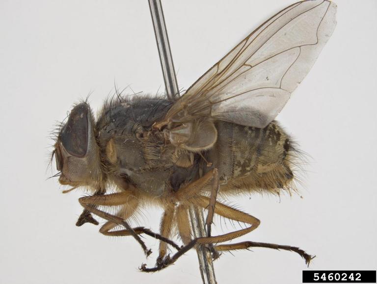 eastern golden-haired blowfly (Calliphora stygia)