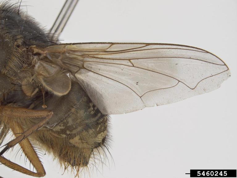 eastern golden-haired blowfly (Calliphora stygia (Fabricius, 1781))