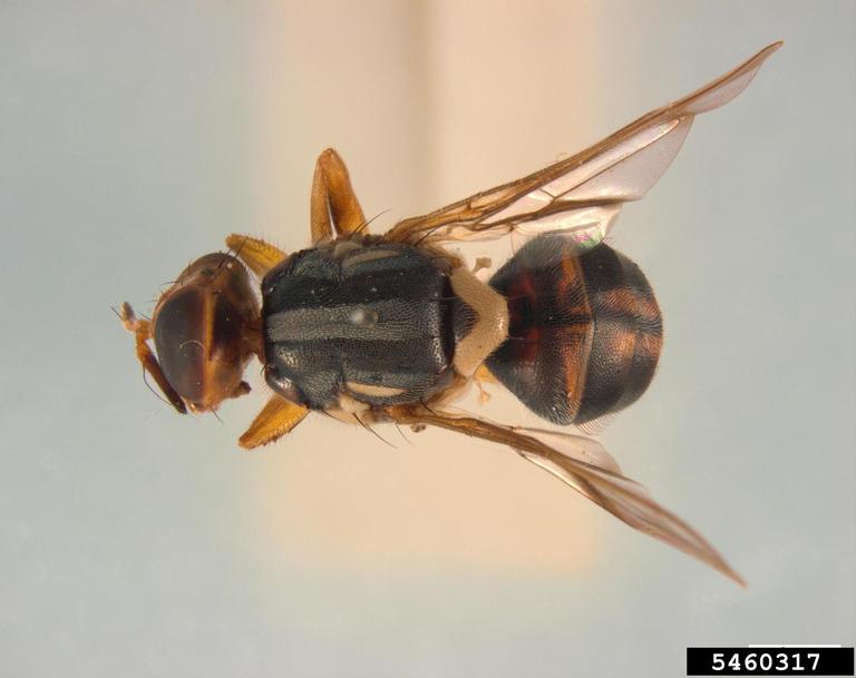 mango fly (Bactrocera frauenfeldi (Schiner, 1868))