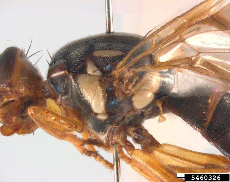 mango fly (Bactrocera frauenfeldi (Schiner, 1868))