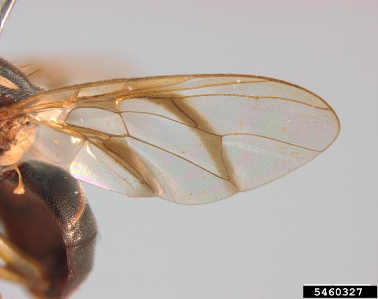 mango fly (Bactrocera frauenfeldi)