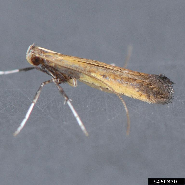 azalea leafminer (Caloptilia azaleella (Brants))